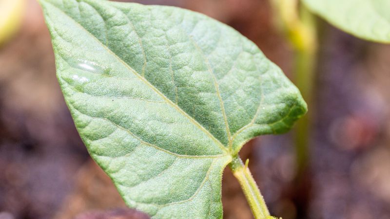 How to Grow Pinto Beans