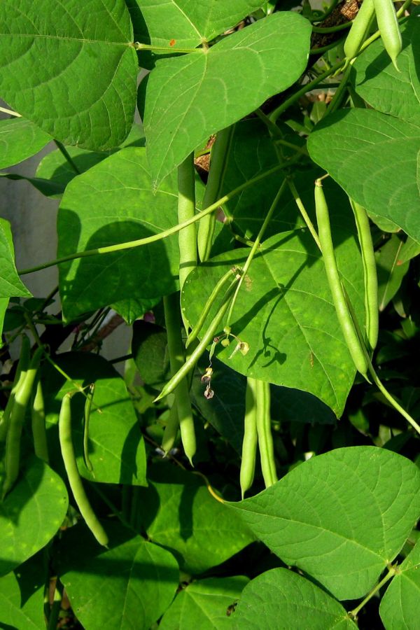 How to Grow Pinto Beans